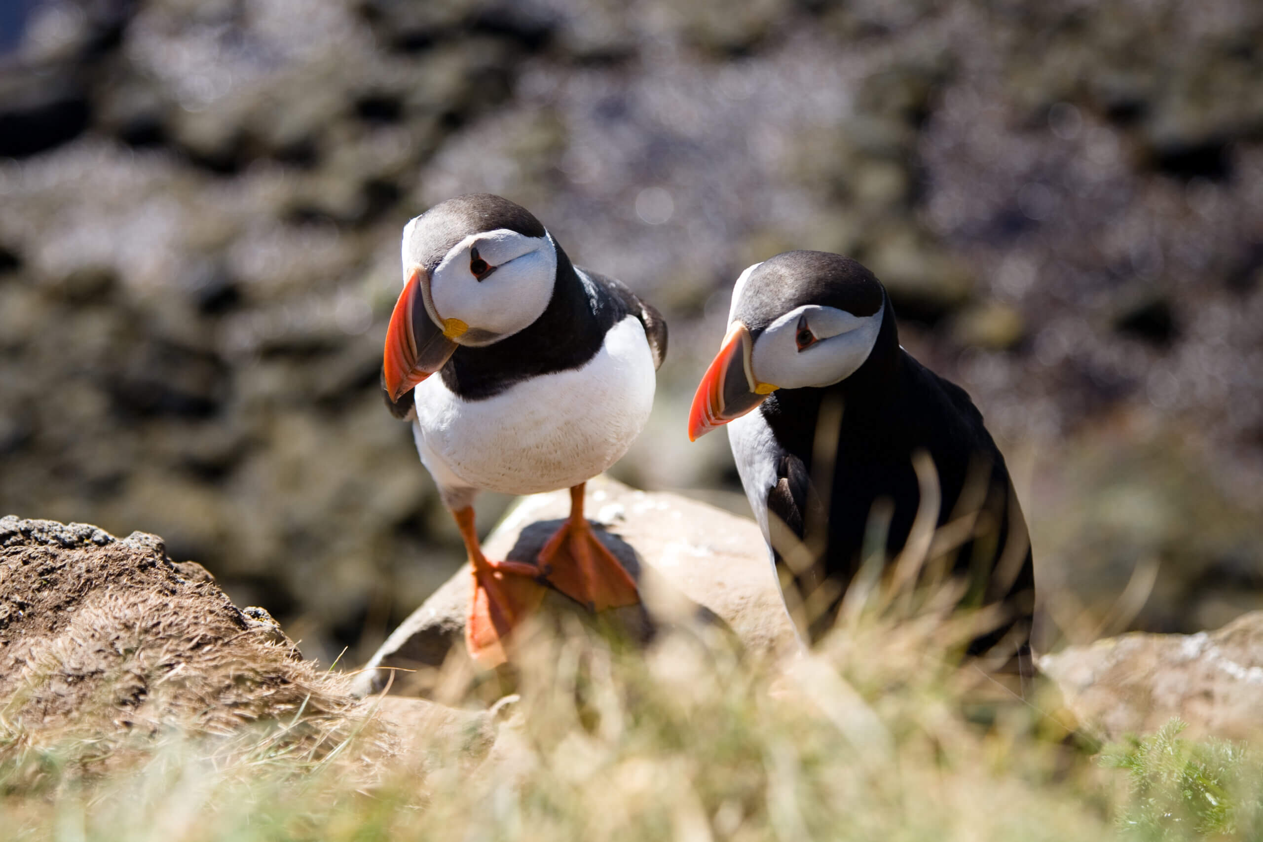 Chasing the puffin party – Wild Westfjords