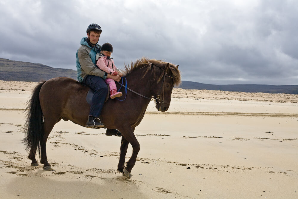 The horse with five gaits – Wild Westfjords